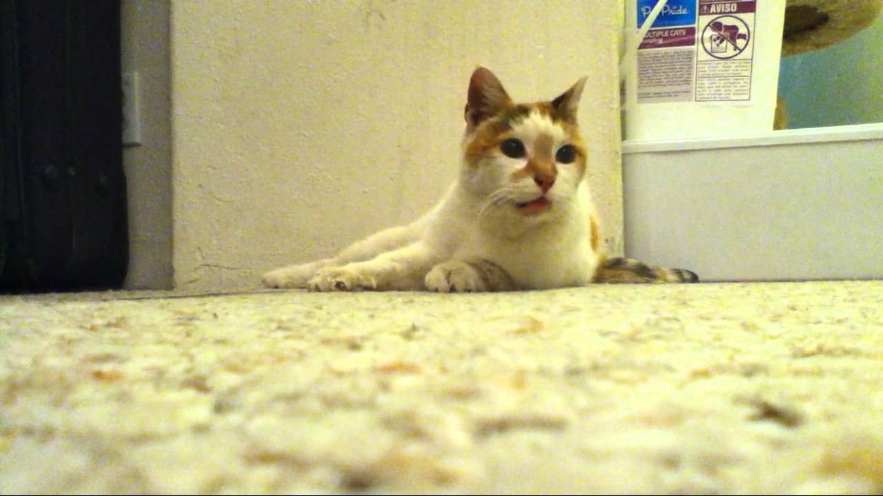 A Plain Cat Video - YouTube