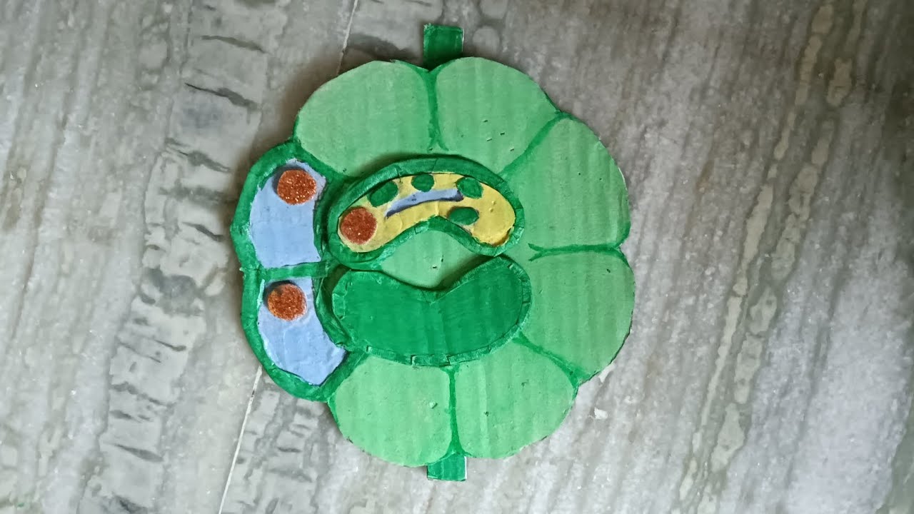 Stomata working model ( part 3) aka final part. - YouTube