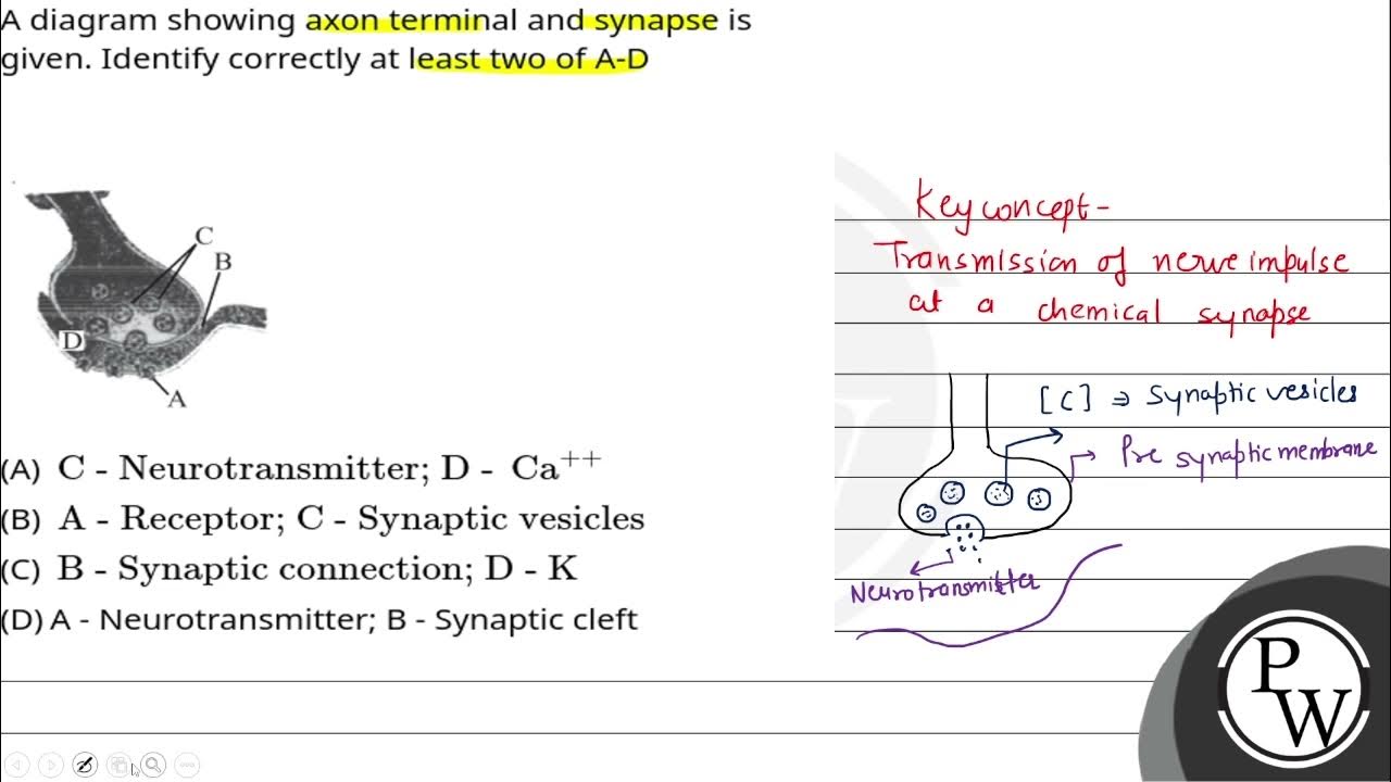 A diagram showing axon terminal and synapse is given. Identify correctly at least two of A-D ...