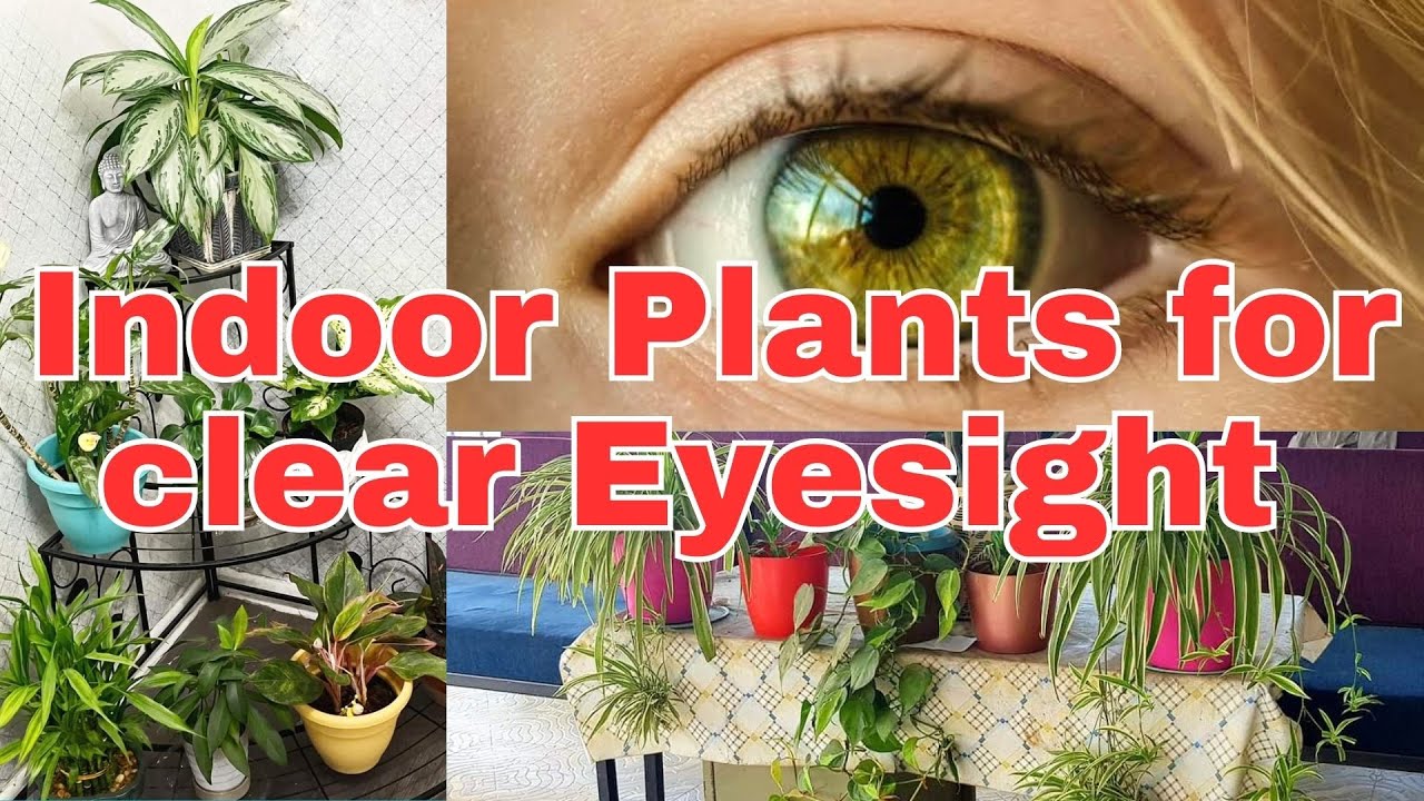 Indoor Plants for clear Eyesight | House plants for good eye health ...