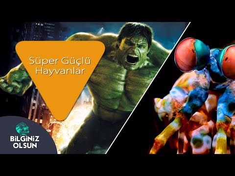 Super Güçleri Olan Hayvanlar