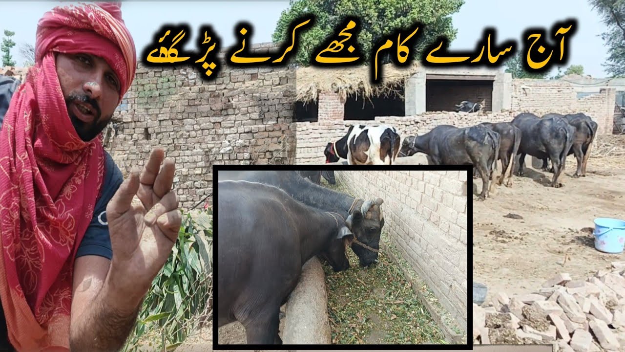 Aj k kaam main krn ga|village routine|Babar Saeed vlogs - YouTube