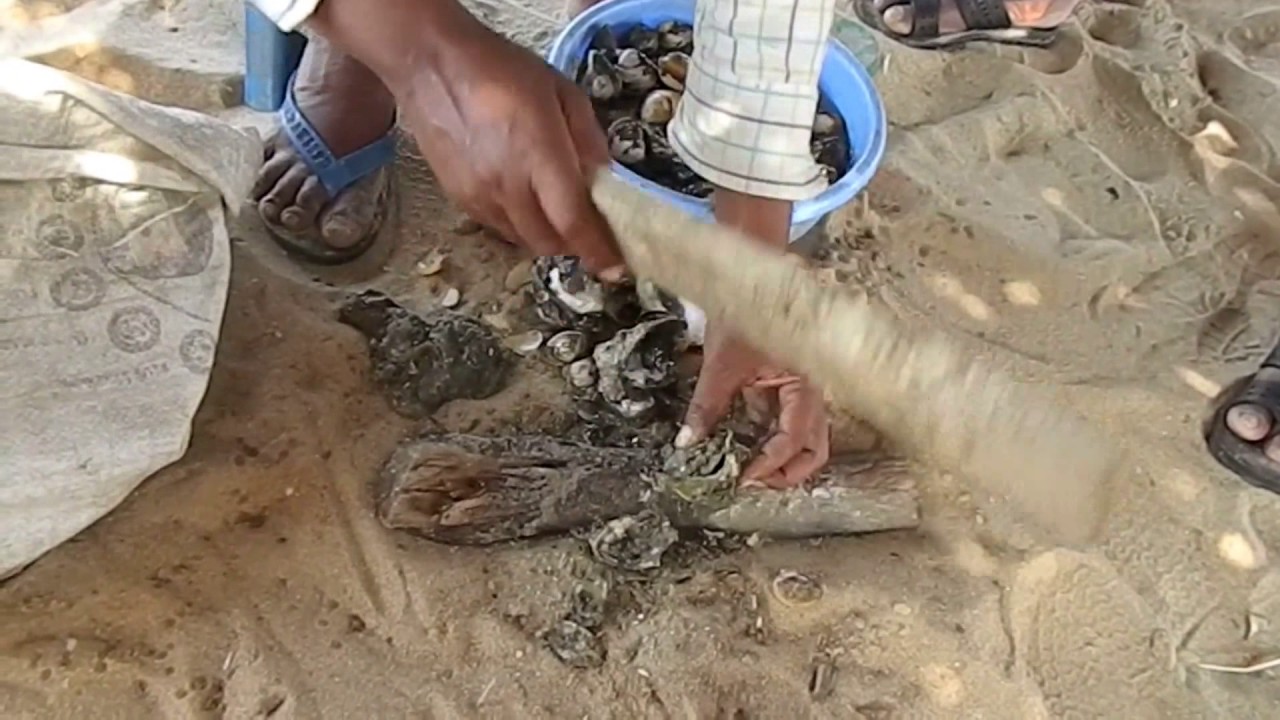 Coral: Extraction Process | Emerald Gemstone | Red Coral - YouTube