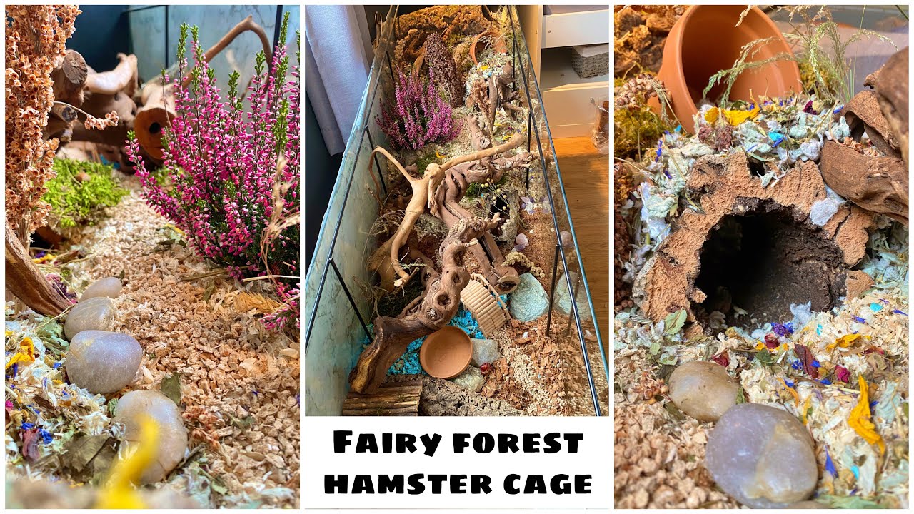 Fairy forest hamster cage theme | natural cage settup - YouTube