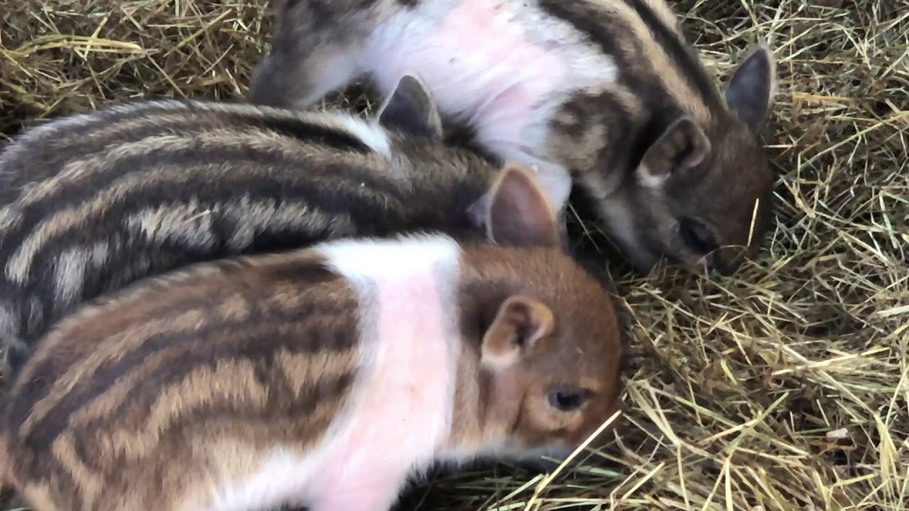Wild Baby Pigs Born (Bacon Seed) | Shout Out To... - YouTube
