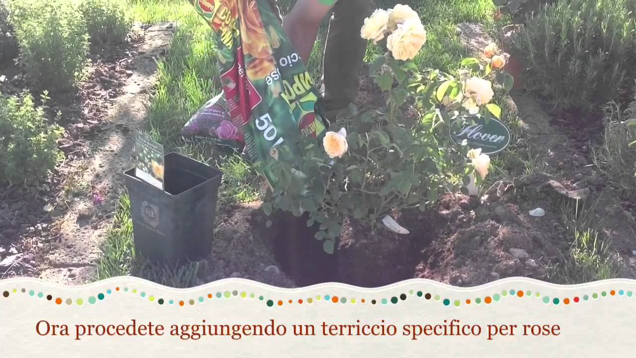 Come piantare le #rose a cespuglio - YouTube
