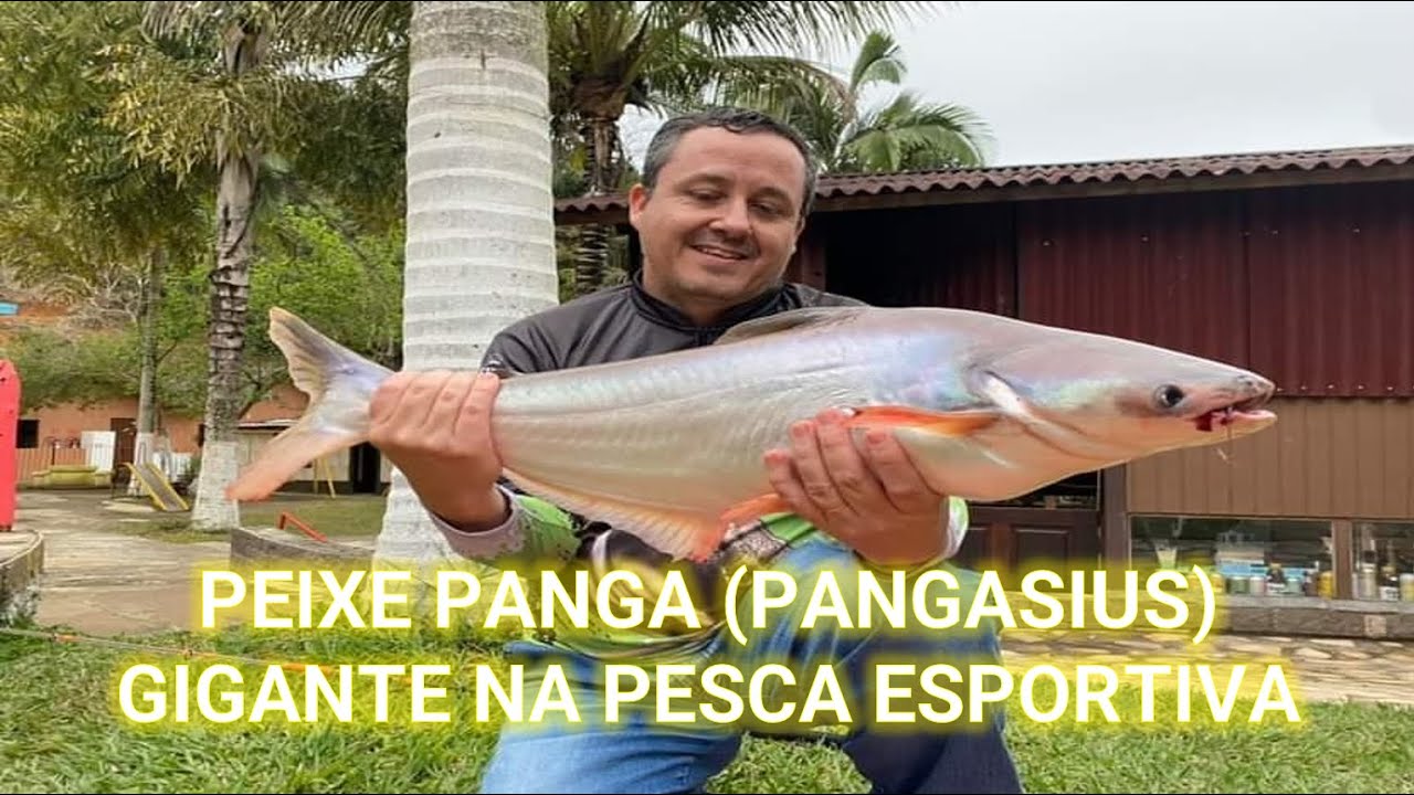 PEIXE PANGA (PANGASIUS) GIGANTE NA PESCA ESPORTIVA - YouTube