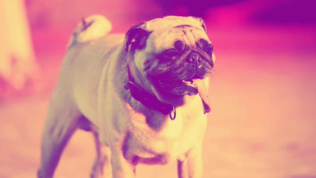 Cute Dog Tricks Dogs Video YouTube cute-dog-tricks-dogs-video-youtube