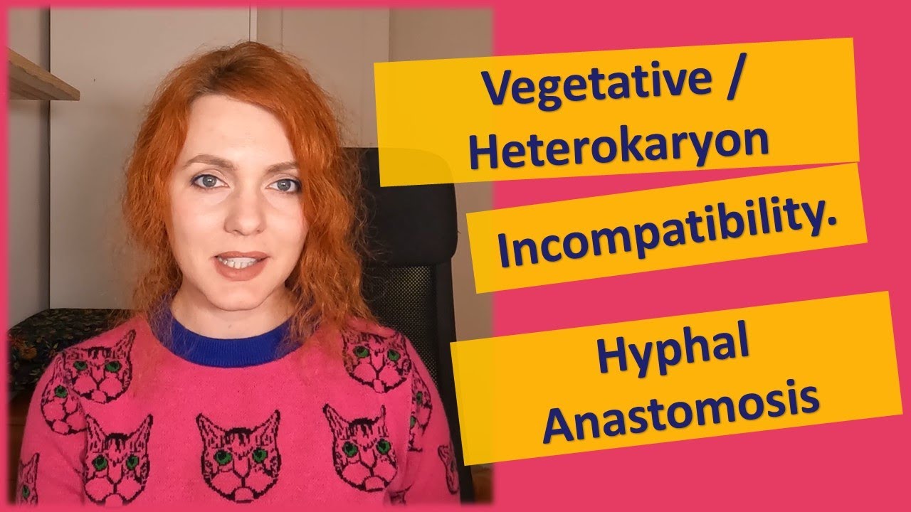 Vegetative / Heterokaryon Incompatibility. Hyphal Anastomosis. How do ...
