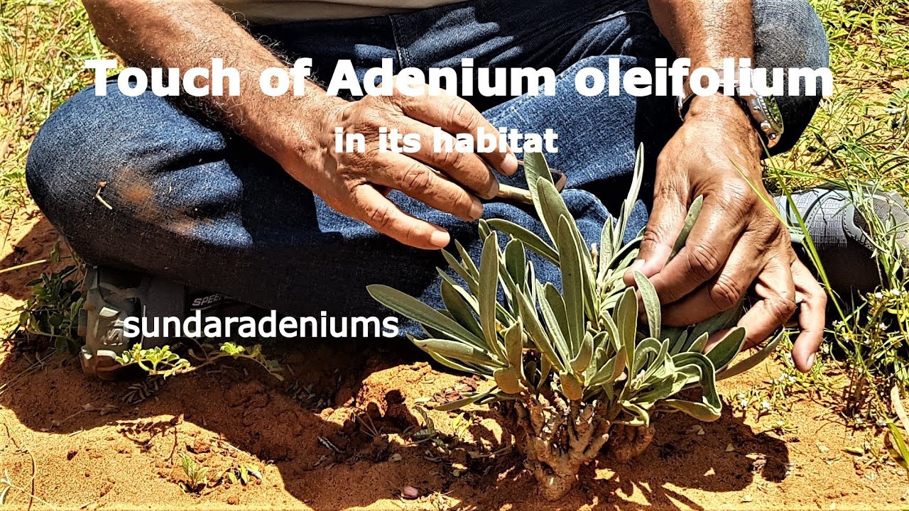 Touch of Adenium oleifolium in its habitat - YouTube