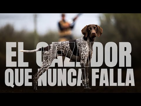 El Braco Alemán: El cazador que nunca falla 🐾💔
