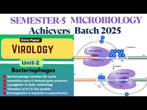 Bacteriophage lambda life cycle| C-I and Cro protein| Lysogenic cycle ...