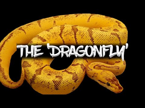 Are Dragonflies And Snakes Found Together