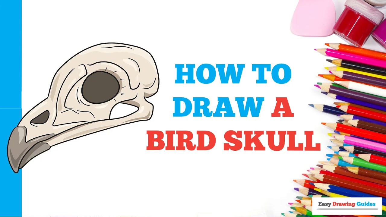 How To Draw A Bird Skull In A Few Easy Steps Drawing Tutorial For how-to-draw-a-bird-skull-in-a-few-easy-steps-drawing-tutorial-for