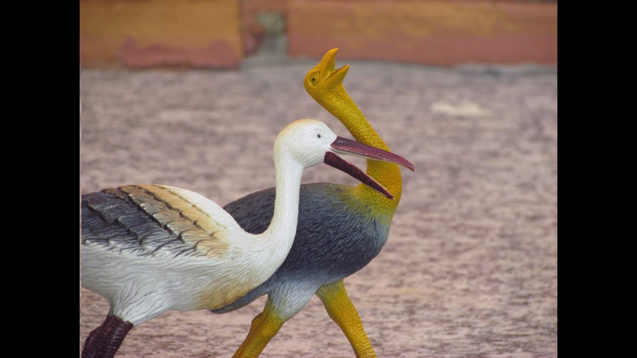 Minha Coleção de Animais, as aves selvagens da Waiphoon - YouTube