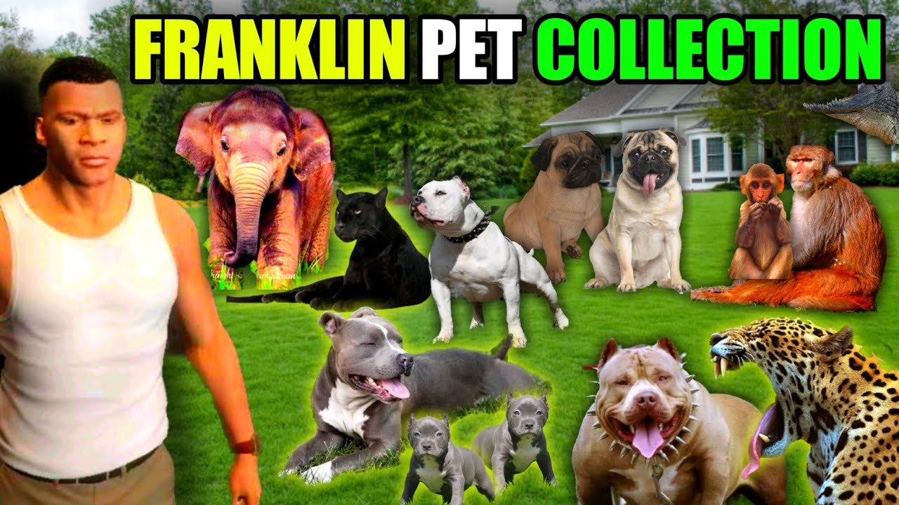 GTA 5 : Franklin PET Collection in GTA V (Cute Rare Real Life Pets ...
