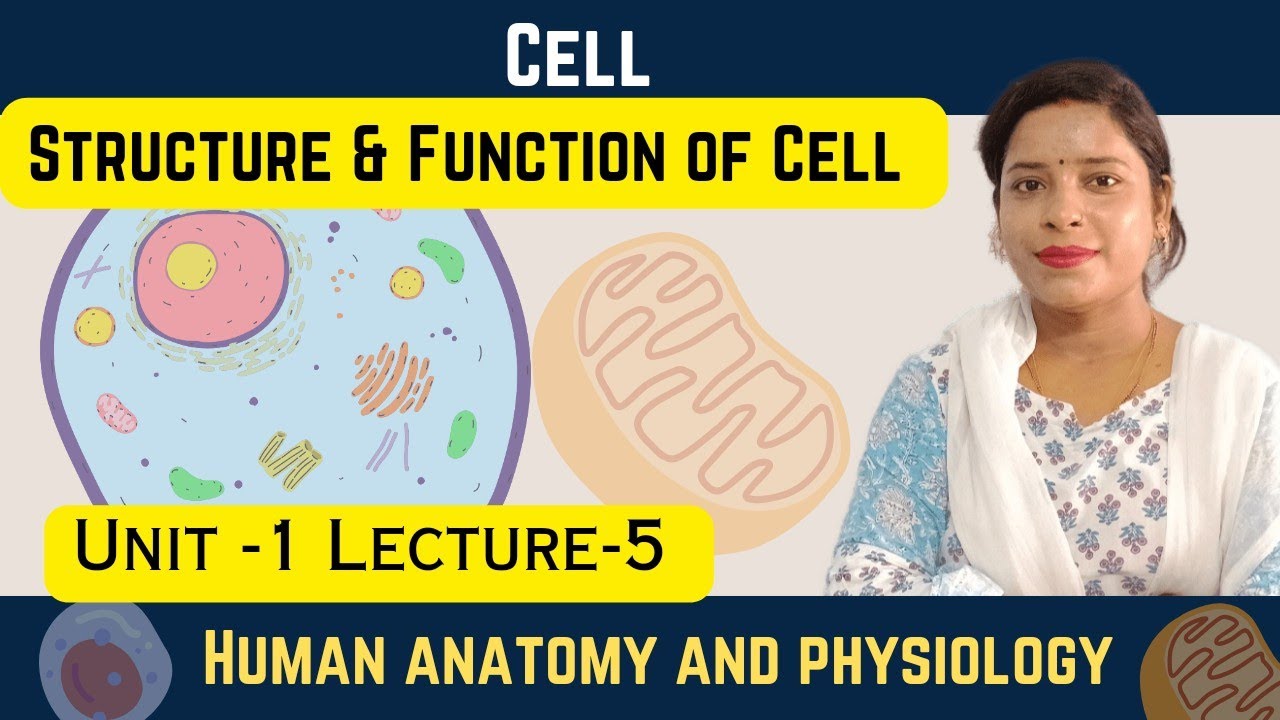 Cell |Animal cell Structure & Function of Cell |Unit 1| Human Anatomy ...