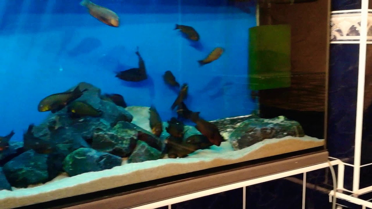 Tropheus sp. Mpimbwe Red Cheek WF - YouTube