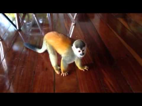 Monkey poop - YouTube