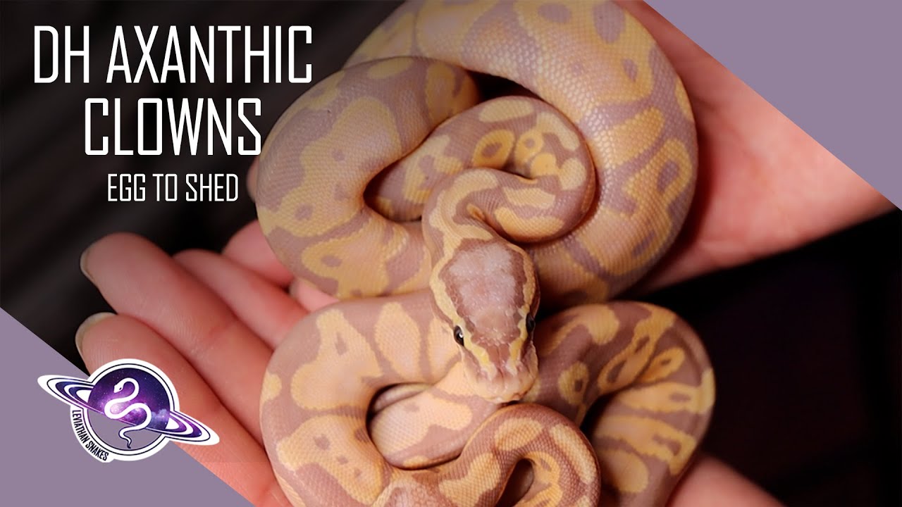 Axanthic Clown Project | Egg to Shed | #Snake #BallPython #Reptiles - YouTube