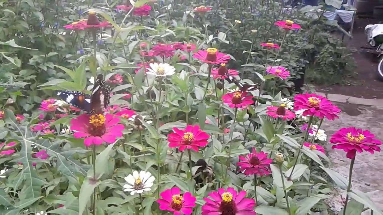 Kupu - Kupu Hinggap di Bunga - YouTube