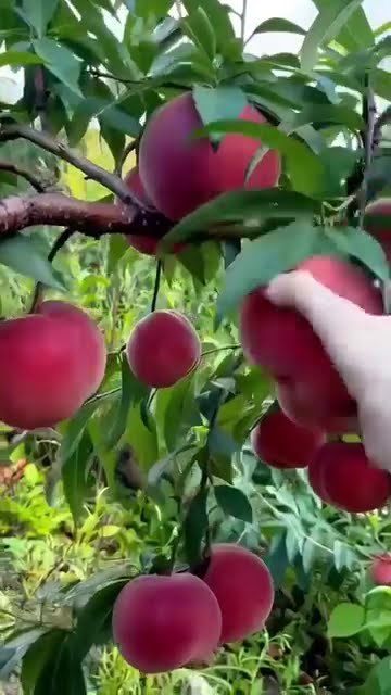 swat valley | peach garden in pakistan - YouTube