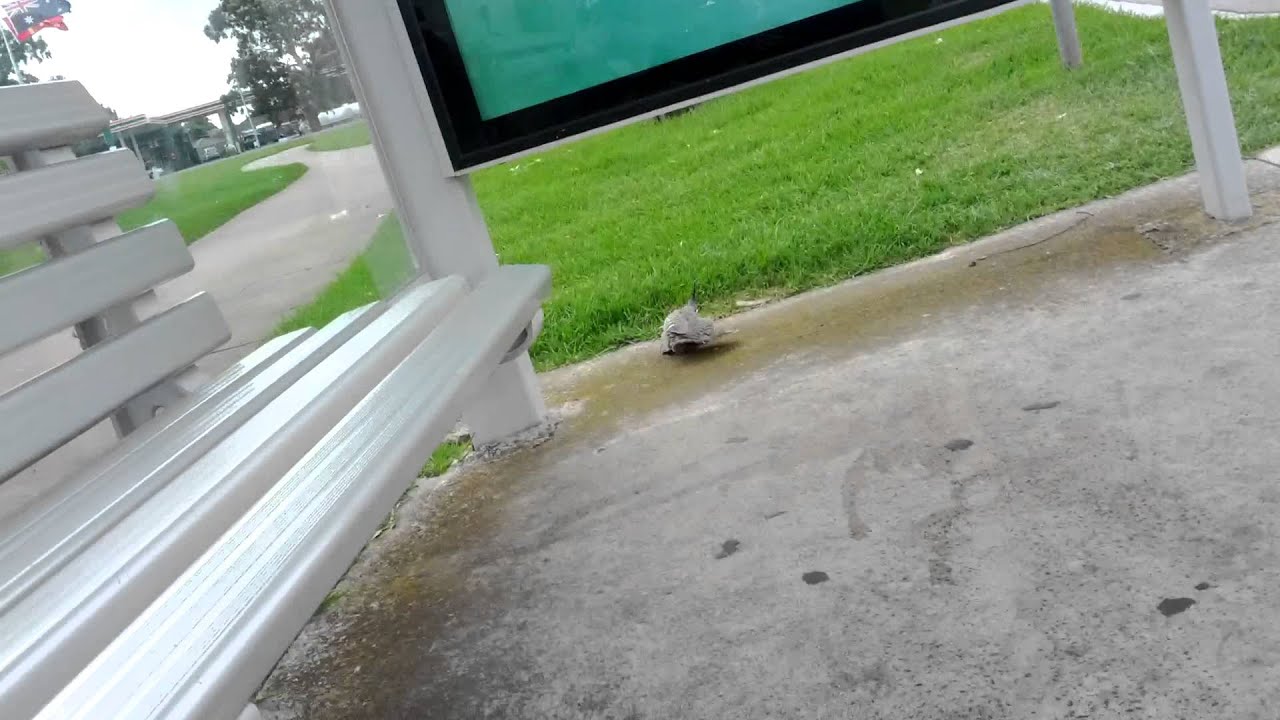 bird hits bus stop window survives (VID_20130402_162734) - YouTube