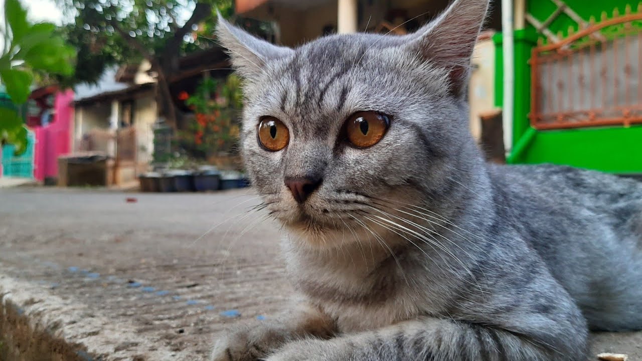 Bermain Dengan Kucing di Jalanan - YouTube