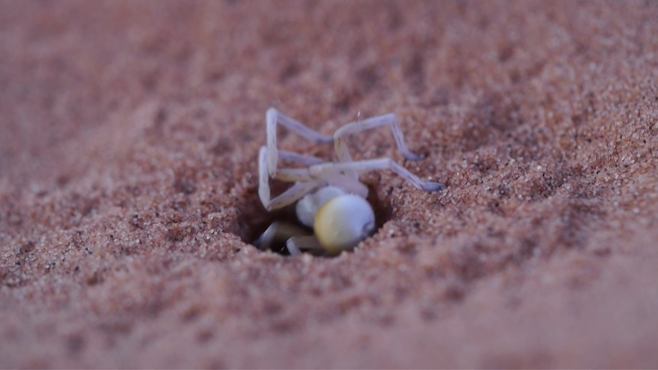 Cebrennus spider in Erg Chebbi, Morocco - YouTube