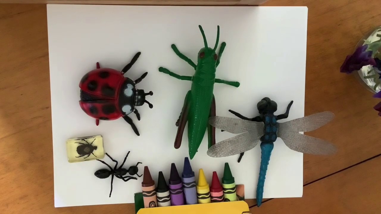 Beetle Directed Draw - YouTube