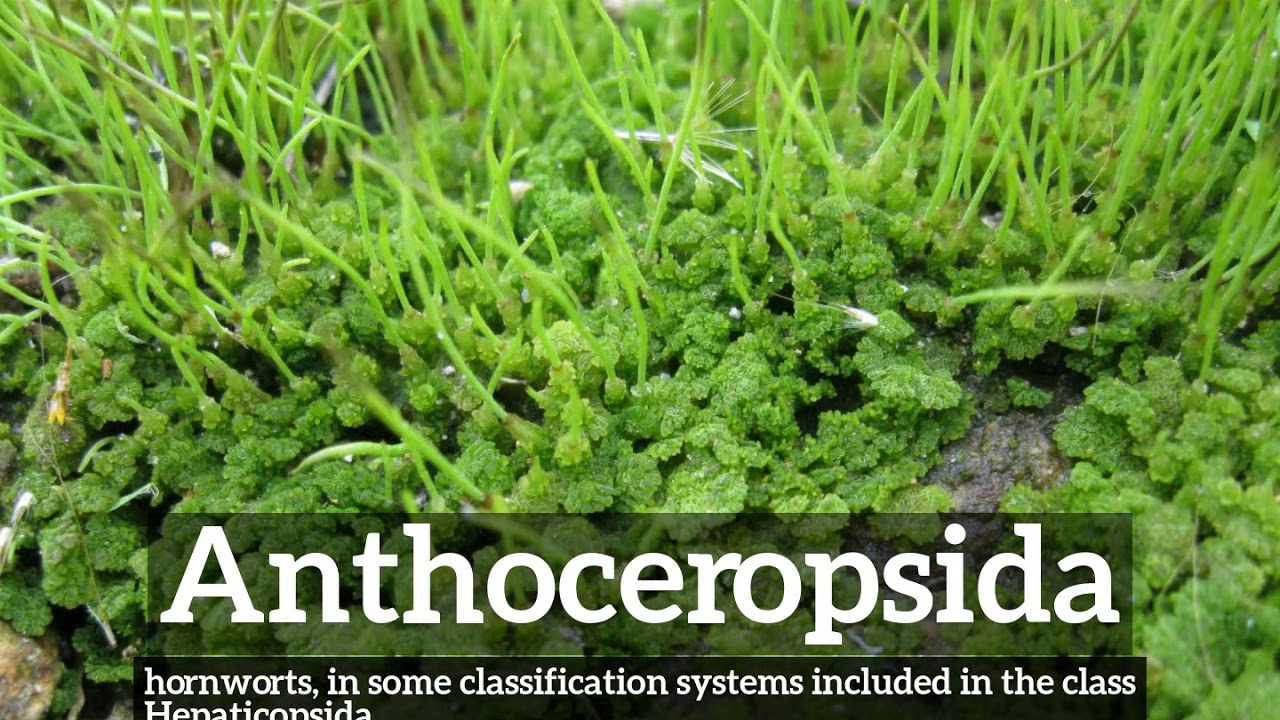 What is Anthoceropsida? | How Does Anthoceropsida Look? | How to Say ...
