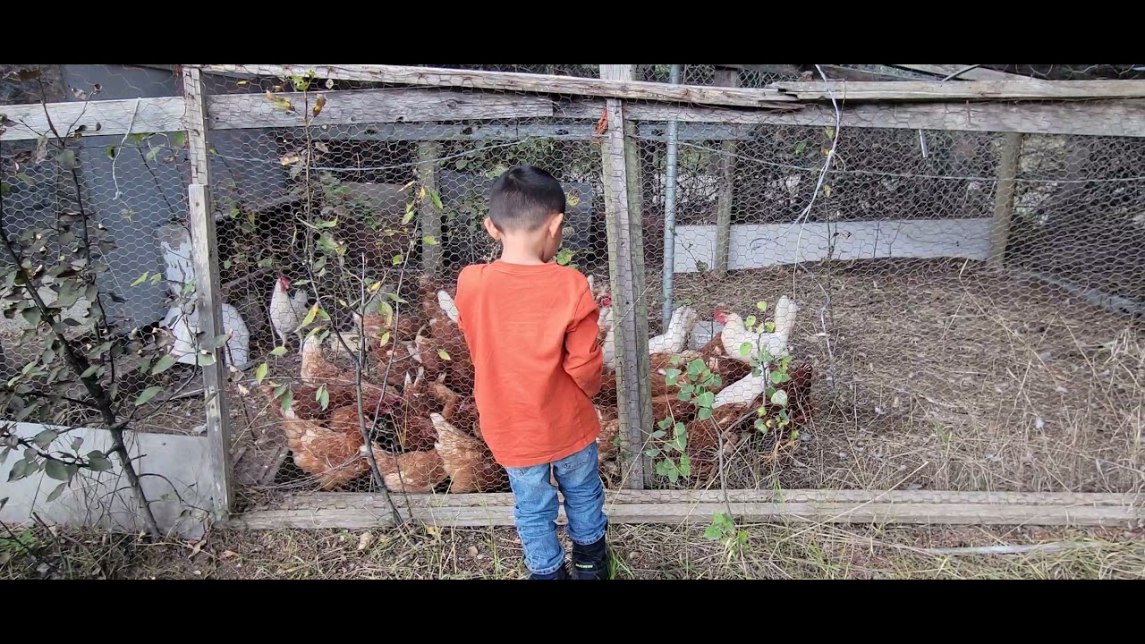 don don ,nagpapakain ng manok - YouTube