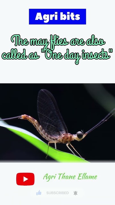 One day insect - may flies #agrifact #insects #flies #mayflies # ...