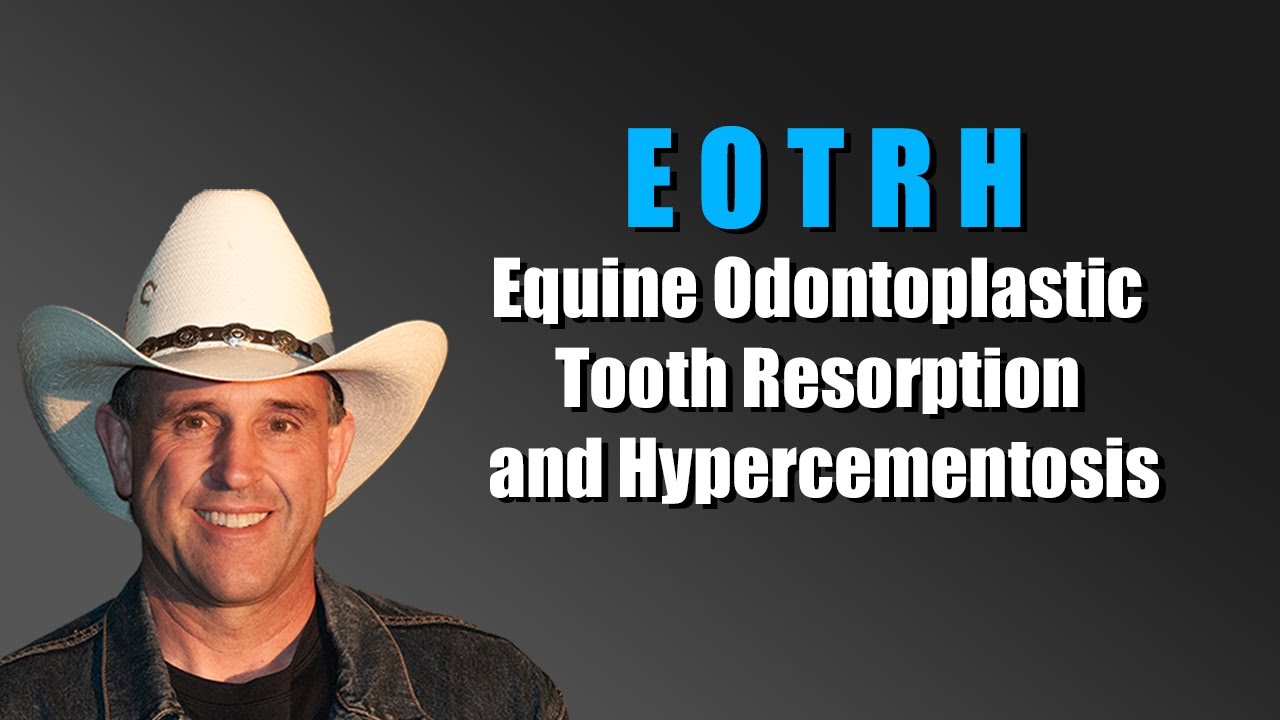 EOTRH, Donkey Dentistry, and Cheek Tooth Extractions by Geoff Tucker ...