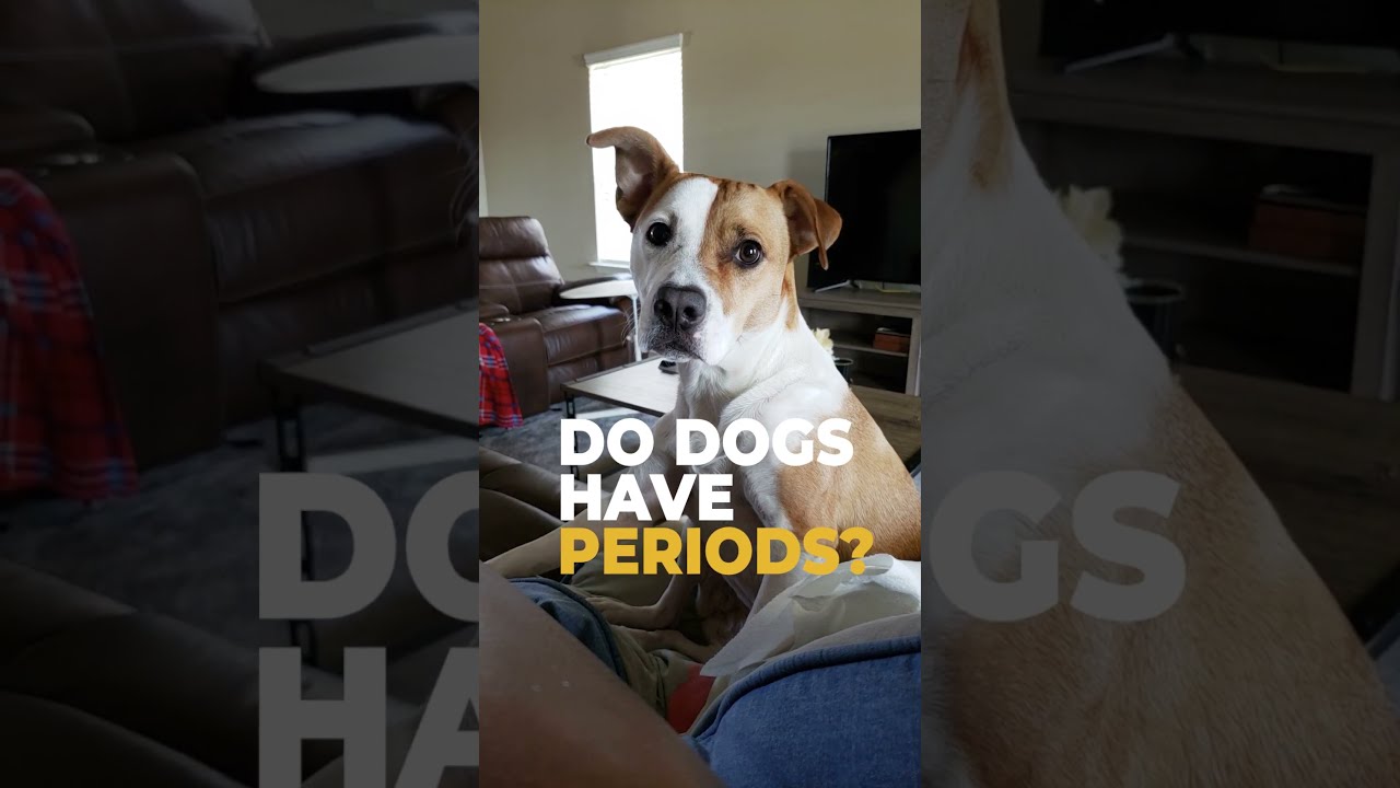How Often Do Dogs Get Periods