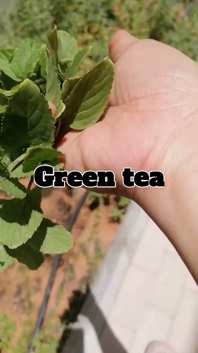 green tea fresh from the garden#forhealrh#greentea - YouTube
