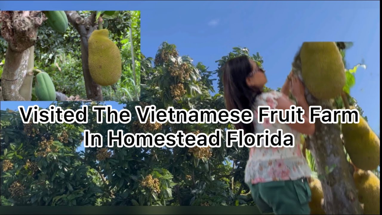 Visited Tropical Fruit Farm In #Homestead #Florida เยี่ยมชมฟาร์มฟรุตใน ...