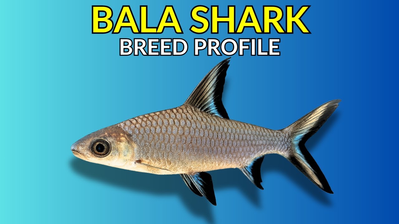 Bala Shark Care Guide | Tank Setup Feeding Compatibility & Lifespan ...
