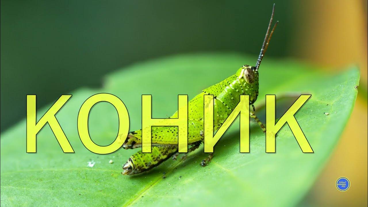 Комахи 🐝 Тренажер - розчитка Вчимо слова #комаха #жук #читання #ЯДС # ...