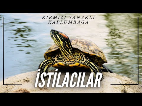 Kameramdan İstilacı Tür Kırmızı Yanaklı Kaplumbağa