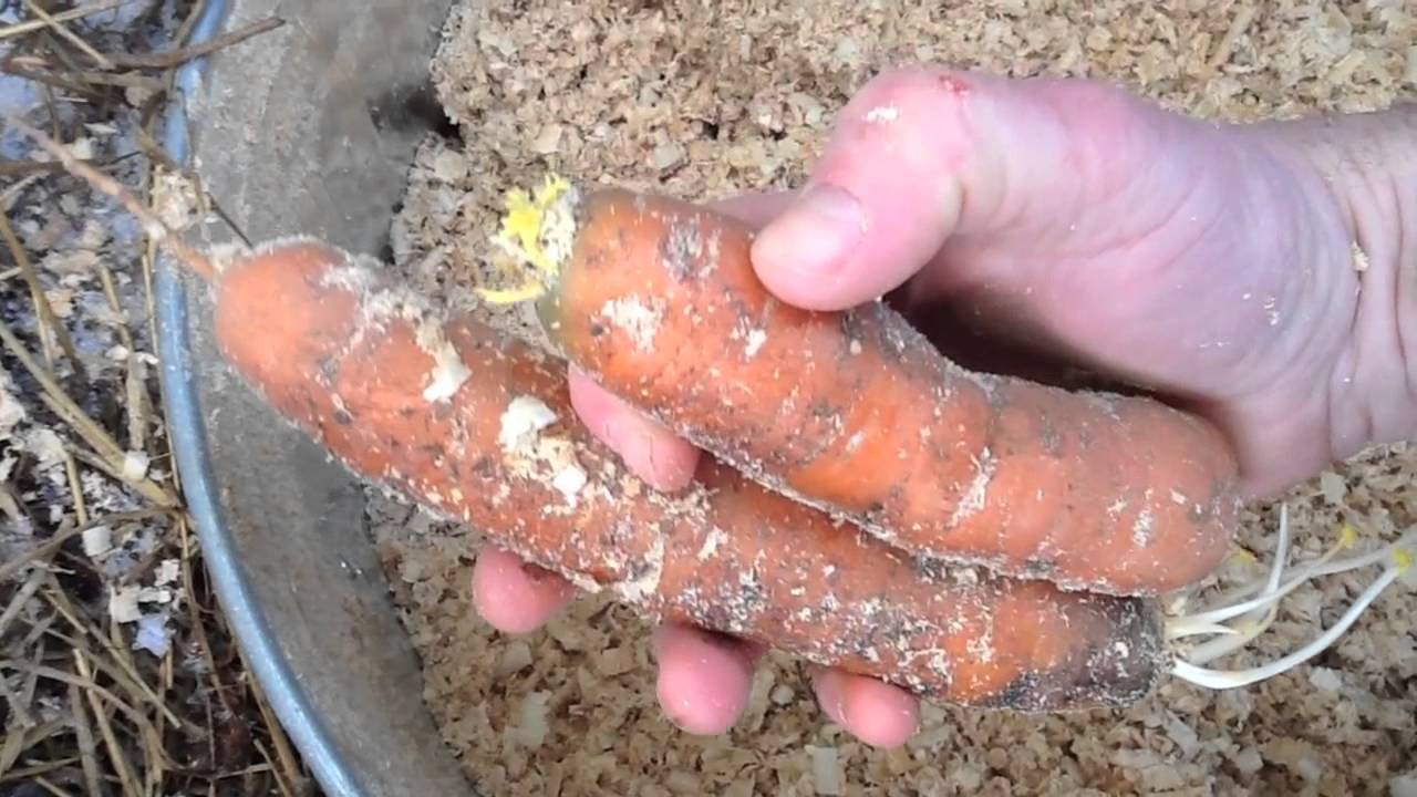 Garbage Can Cellar - Digging For Carrots In February - YouTube