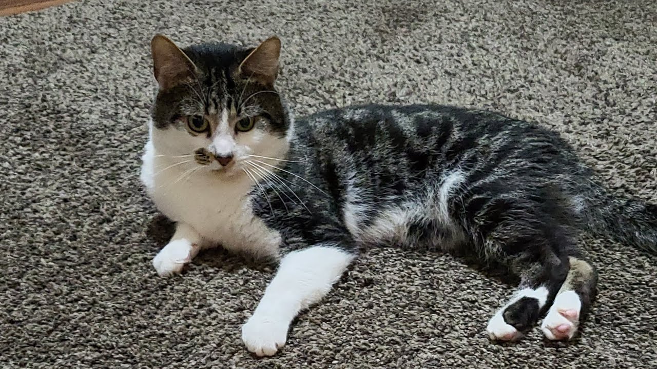 Meet My Cat Simba 🐈! - YouTube