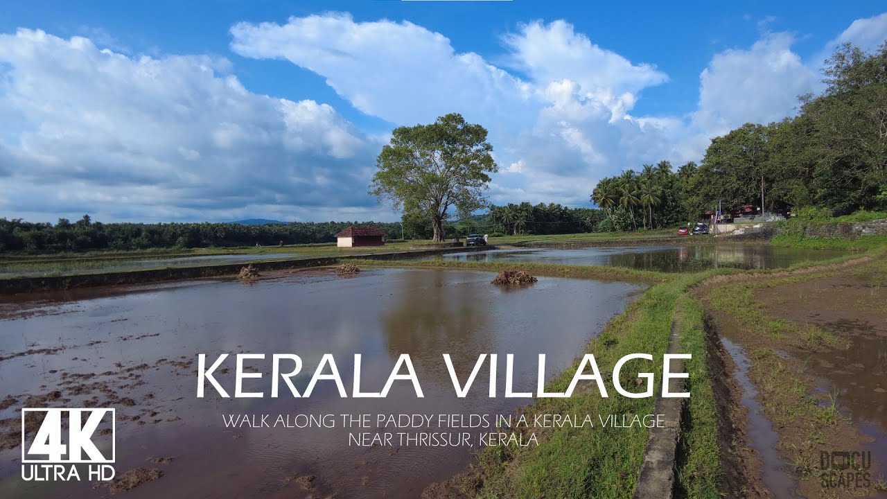 [4K] Walk along the paddy fields in a small Kerala village near ...