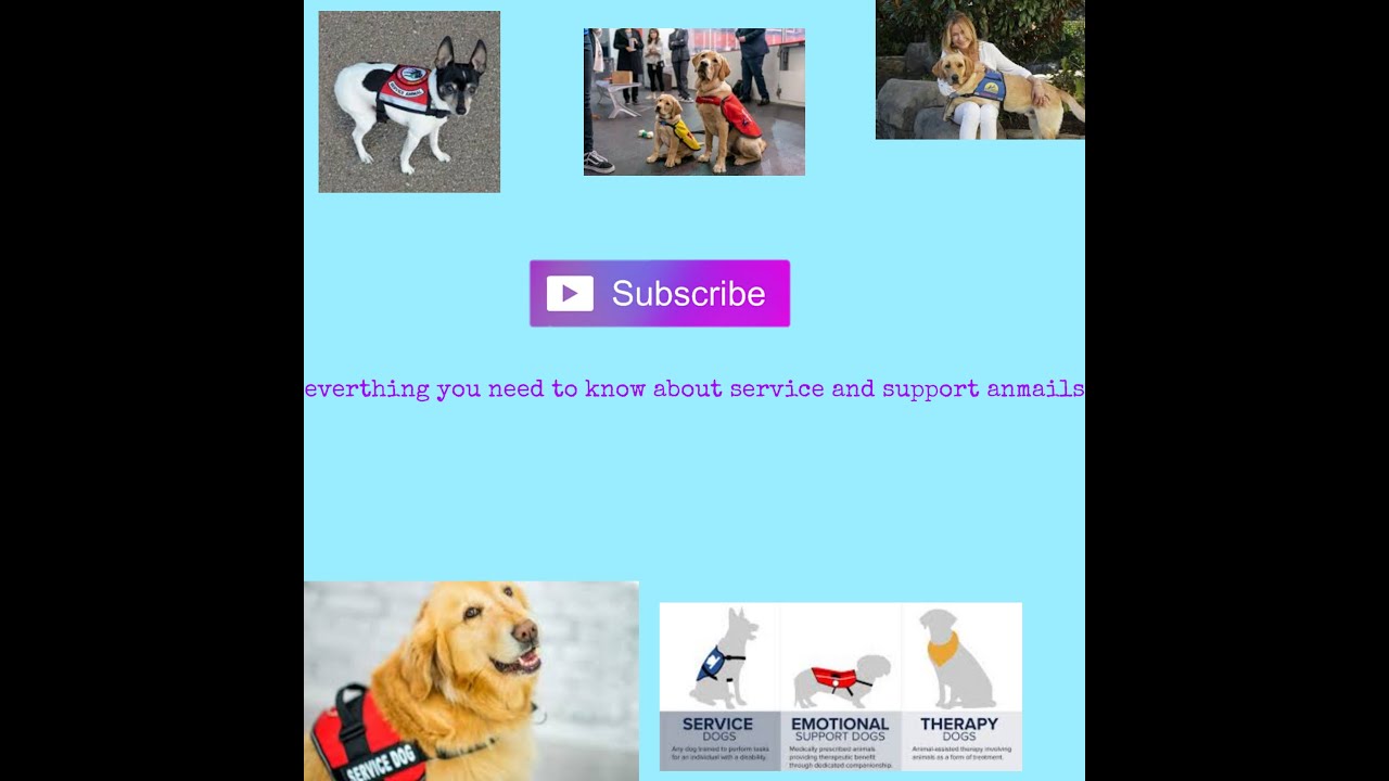 explaing my service dog task - YouTube
