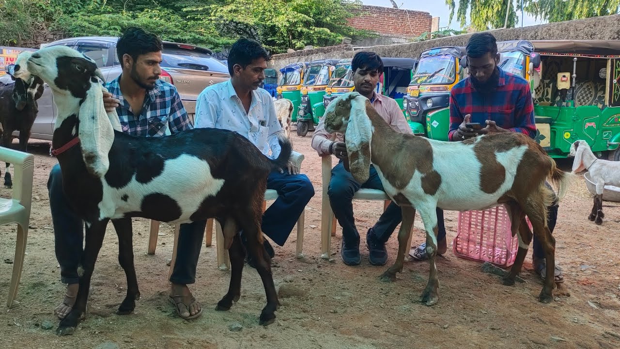 pure quality hyderabadi goats to rajasthan Nadeem goat farm shoukeen ...