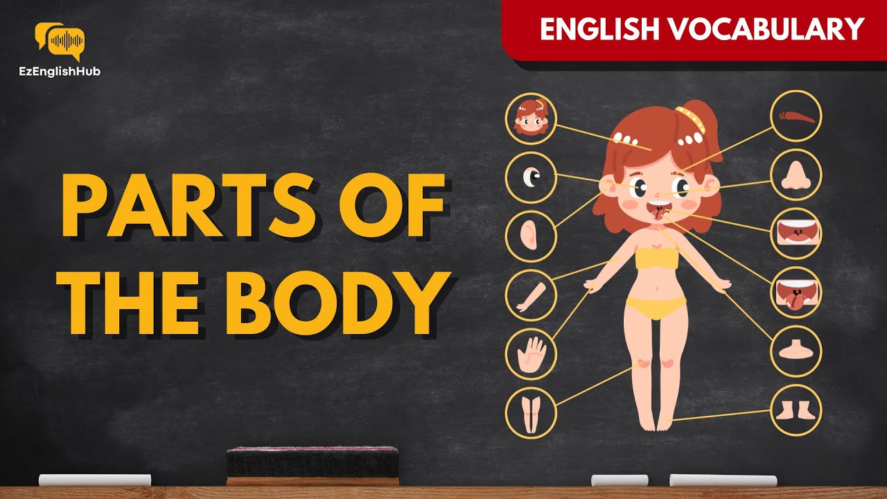 Parts of the body in English | English Vocabulary with Pictures - YouTube