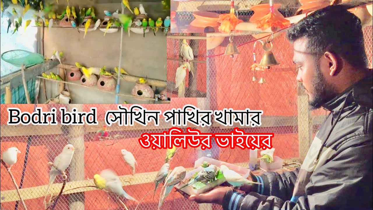 জগন্নাথপুর ওয়ালিউর ভাইয়ের সৌখিন পাখির খামার।ককাটেল পাখি । ঘুঘু পাখি ...