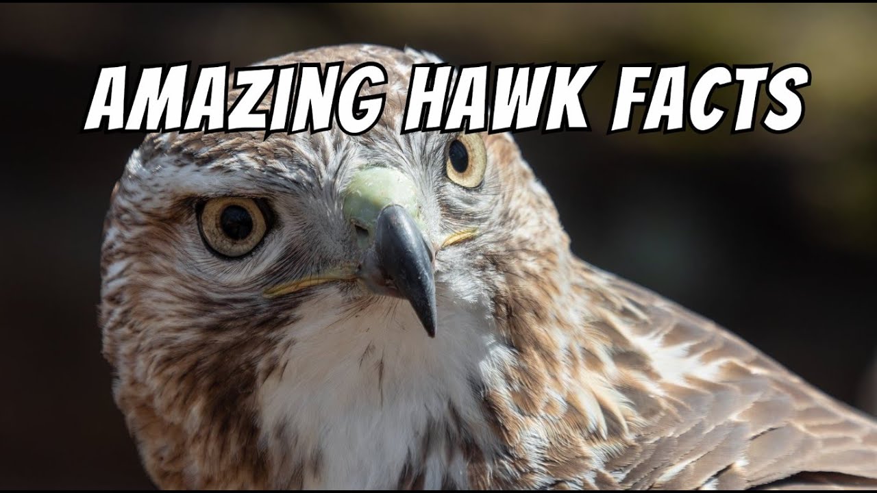 Amazing Hawk Facts, Discover the Sky’s Fierce Hunters! #hawk #hawks # ...