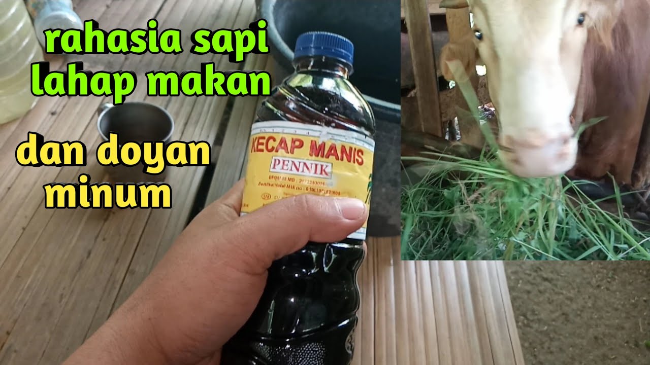 rahasia kecap untuk penggemukan sapi‼️resep peternak sapi tradisional ...