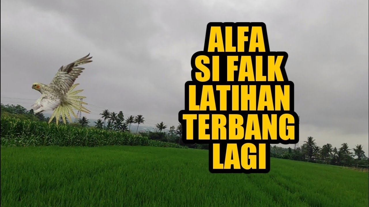FREE FLY ALFA SI BURUNG FALK - TANPA LATIHAN (PART 2) - YouTube